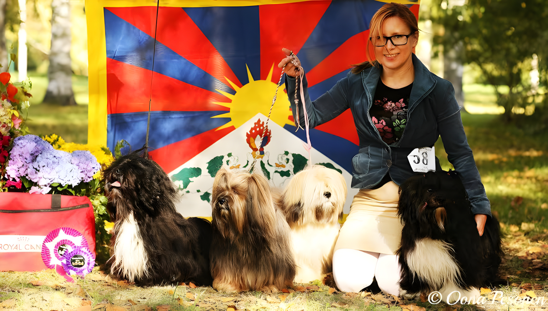 Understanding the Colour Genetics of Lhasa Apsos (and Dogs in General ...